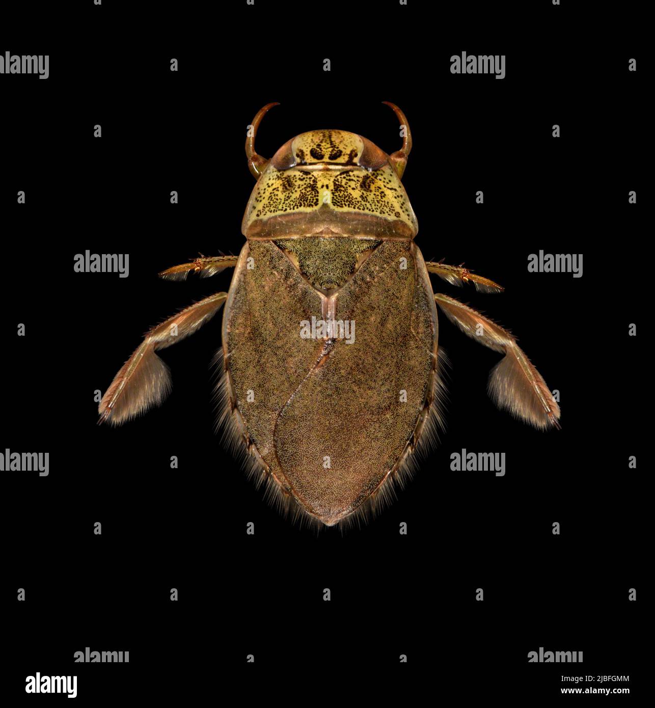 Saucer bug ilyocoris cimicoides hi-res stock photography and images - Alamy