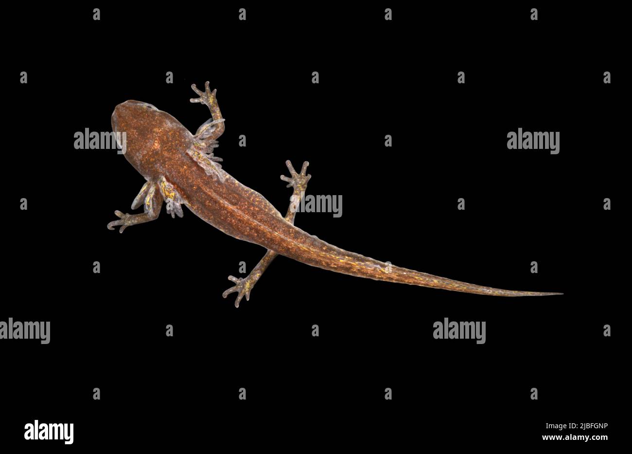 Neoteny hi-res stock photography and images - Alamy