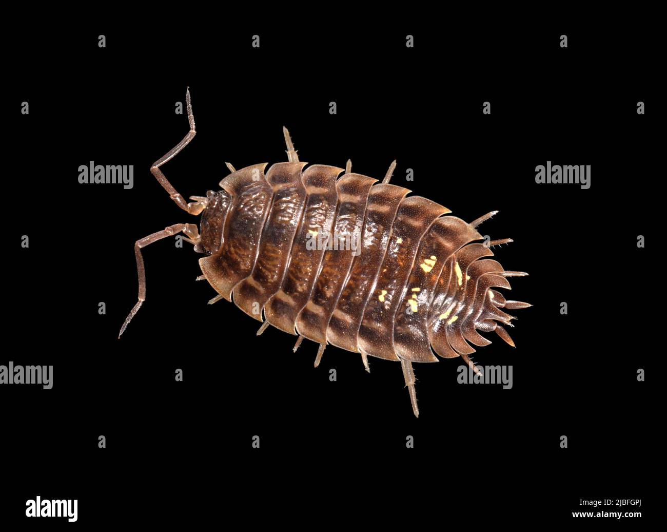 Common Shiny Woodlouse - Oniscus asellus Stock Photo - Alamy