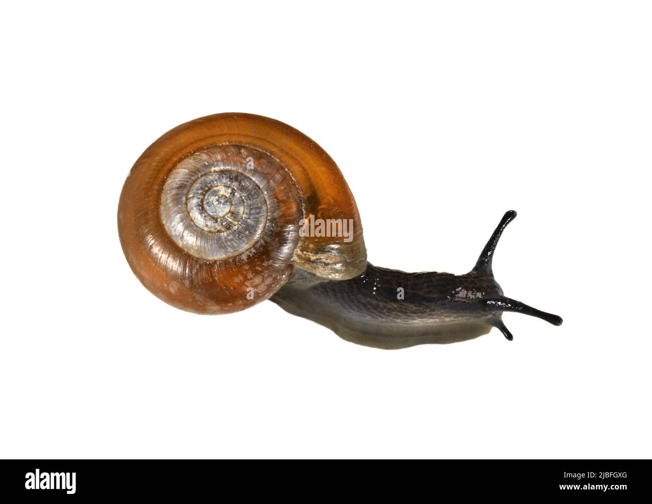 Land snail glass hi-res stock photography and images - Alamy