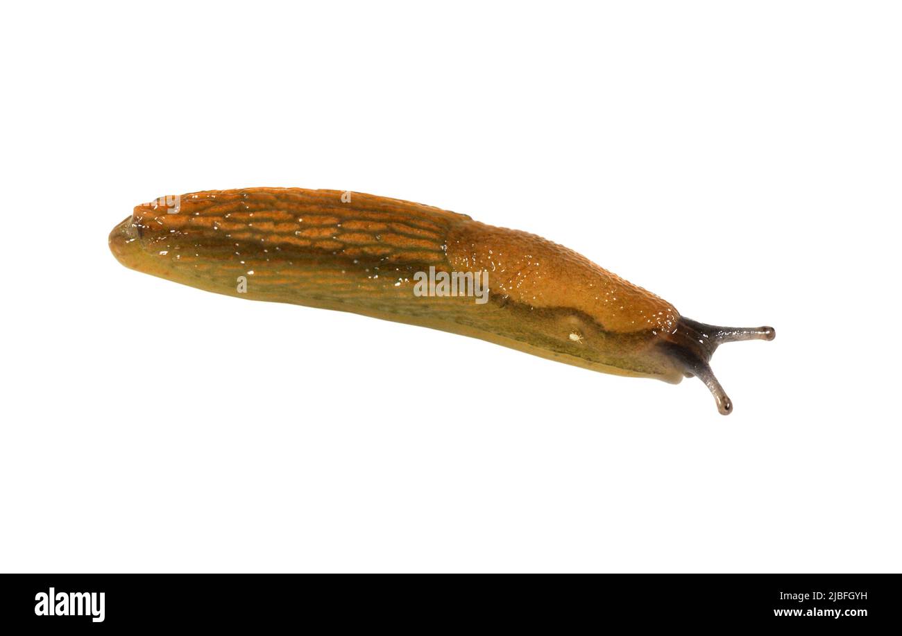 Dusky slug Cut Out Stock Images & Pictures - Alamy
