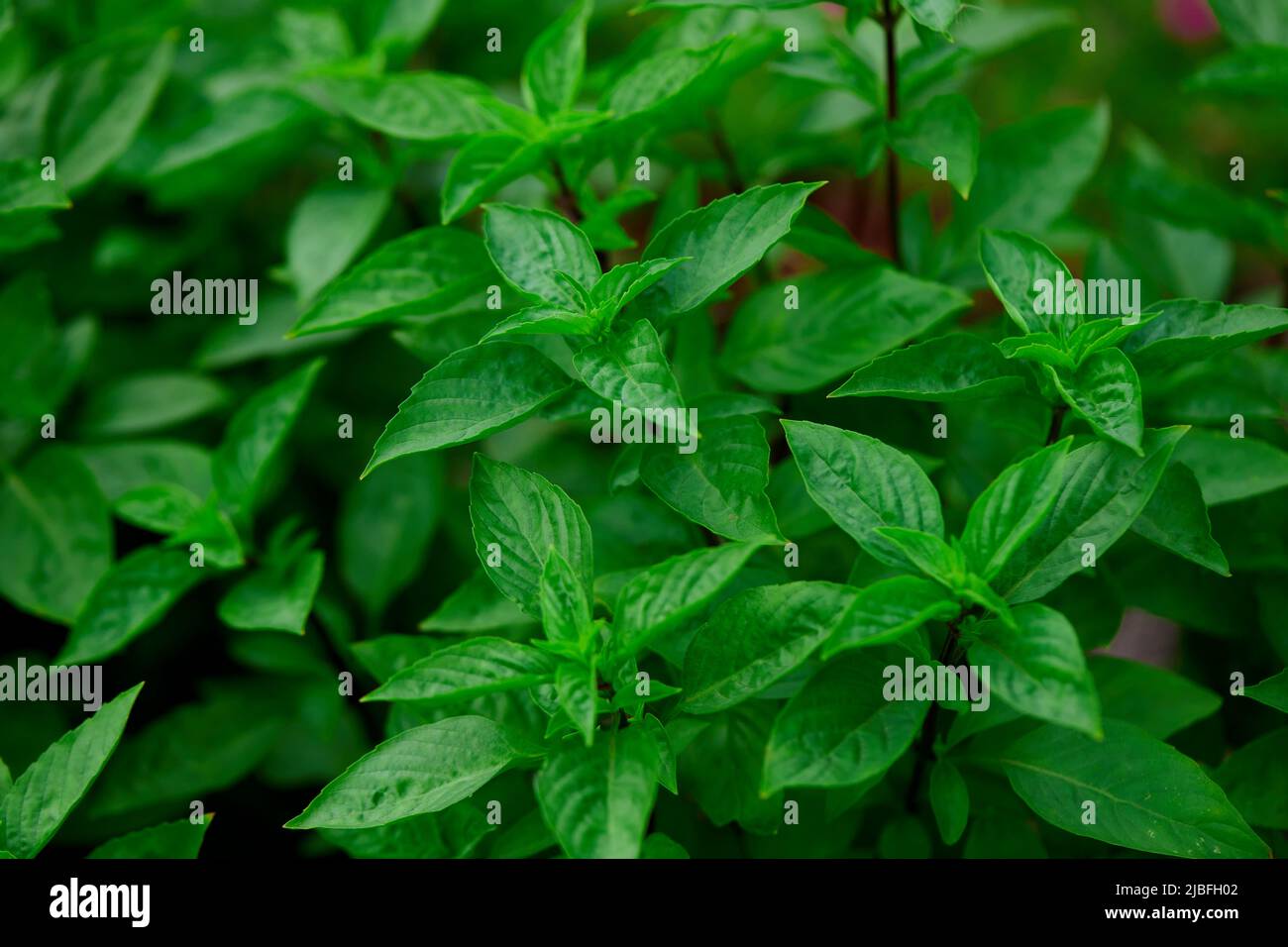 Fresh basil leave in the garden Stock Photo - Alamy