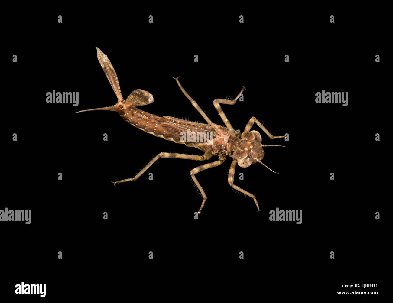 Large red damselfly nymph hi-res stock photography and images - Alamy