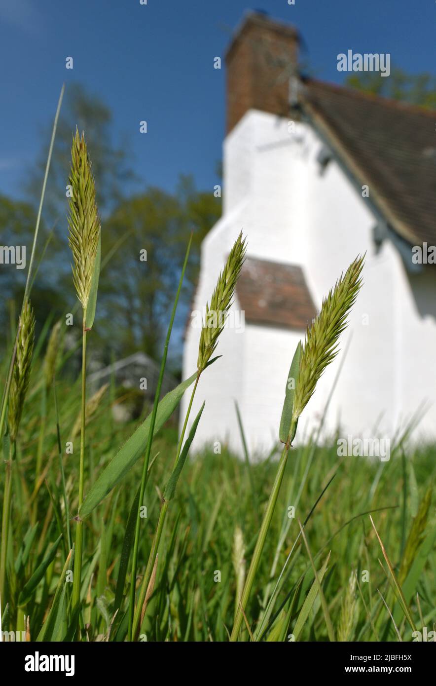 Sweet Vernal-grass - Anthoxanthum odoratum Stock Photo - Alamy
