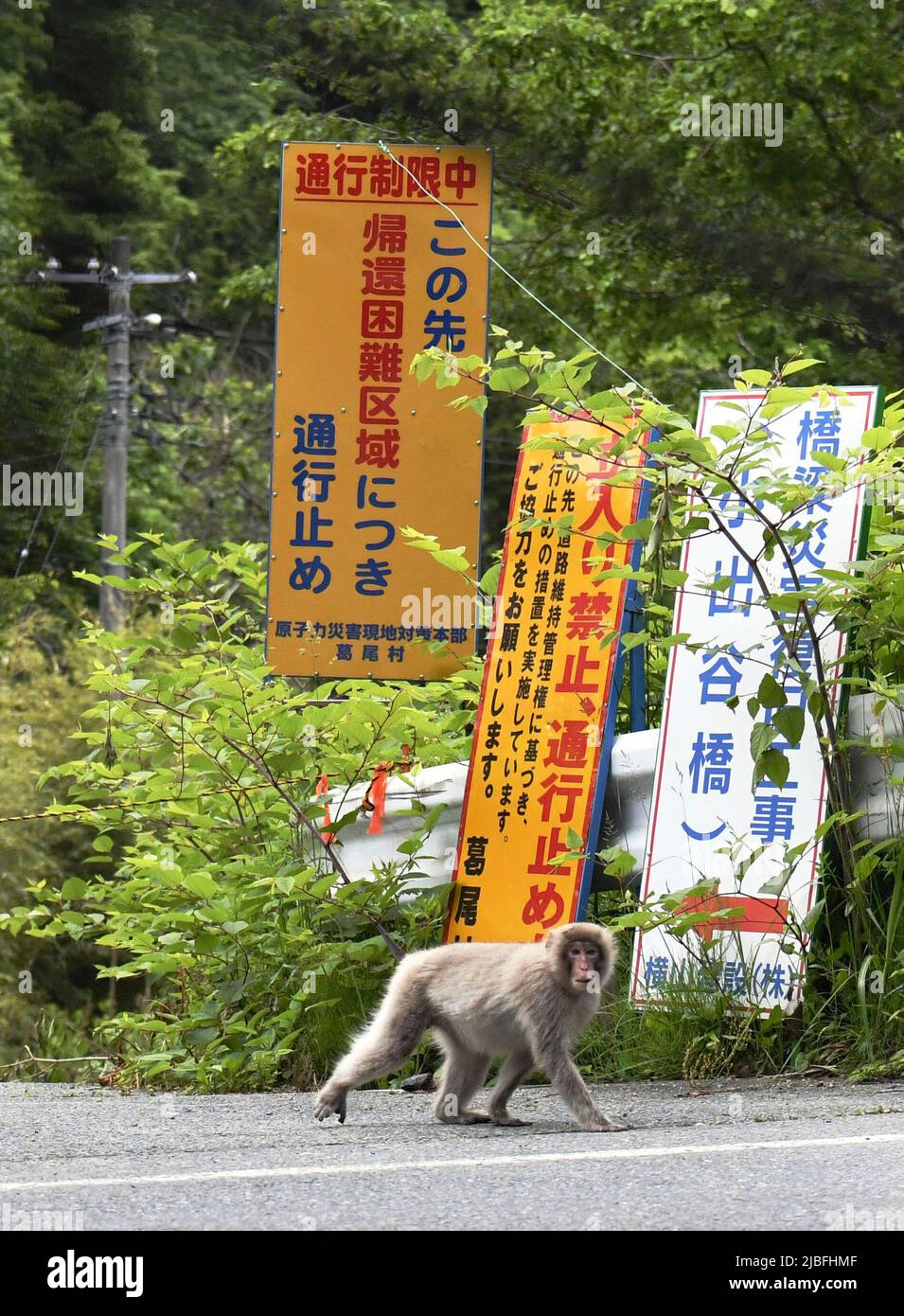 Fukushima, Japan, June 5, 2022. A wild monkey is spotted on a road in ...