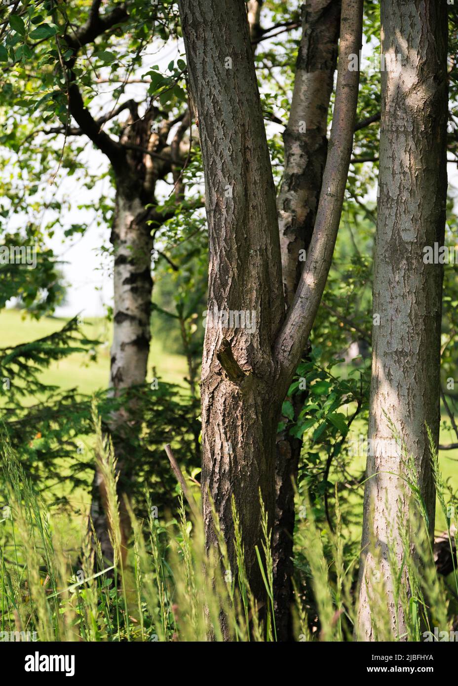Quercus serrata hi-res stock photography and images - Alamy