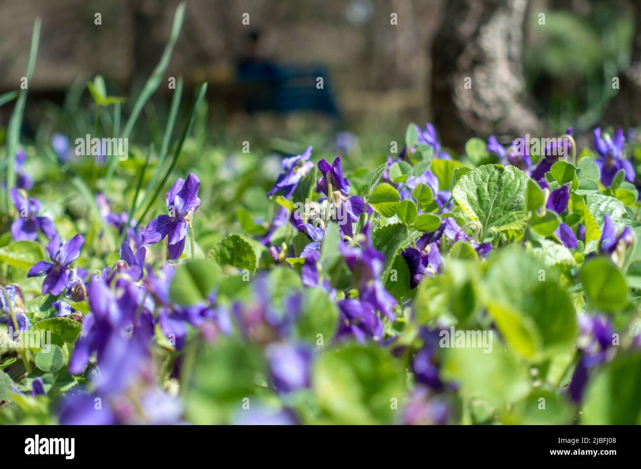 Spring flowers. Violet violets flowers bloom in the spring forest ...