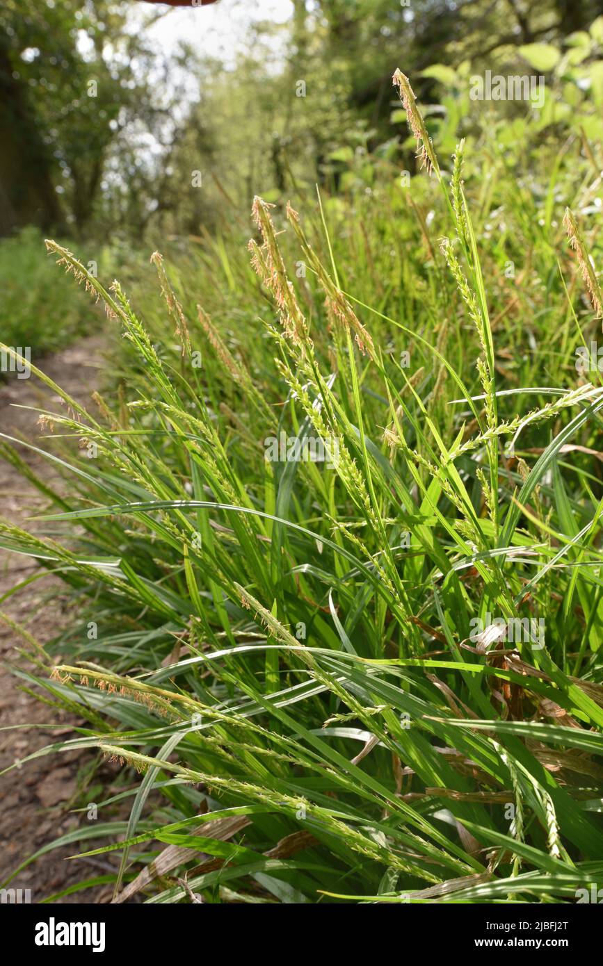 Wood-sedge - Carex sylvatica Stock Photo - Alamy