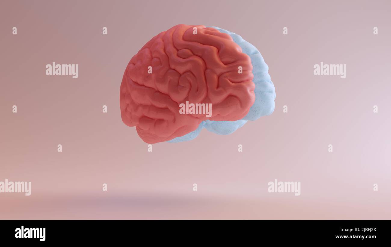 Human brain lobes and functions hi-res stock photography and images - Alamy
