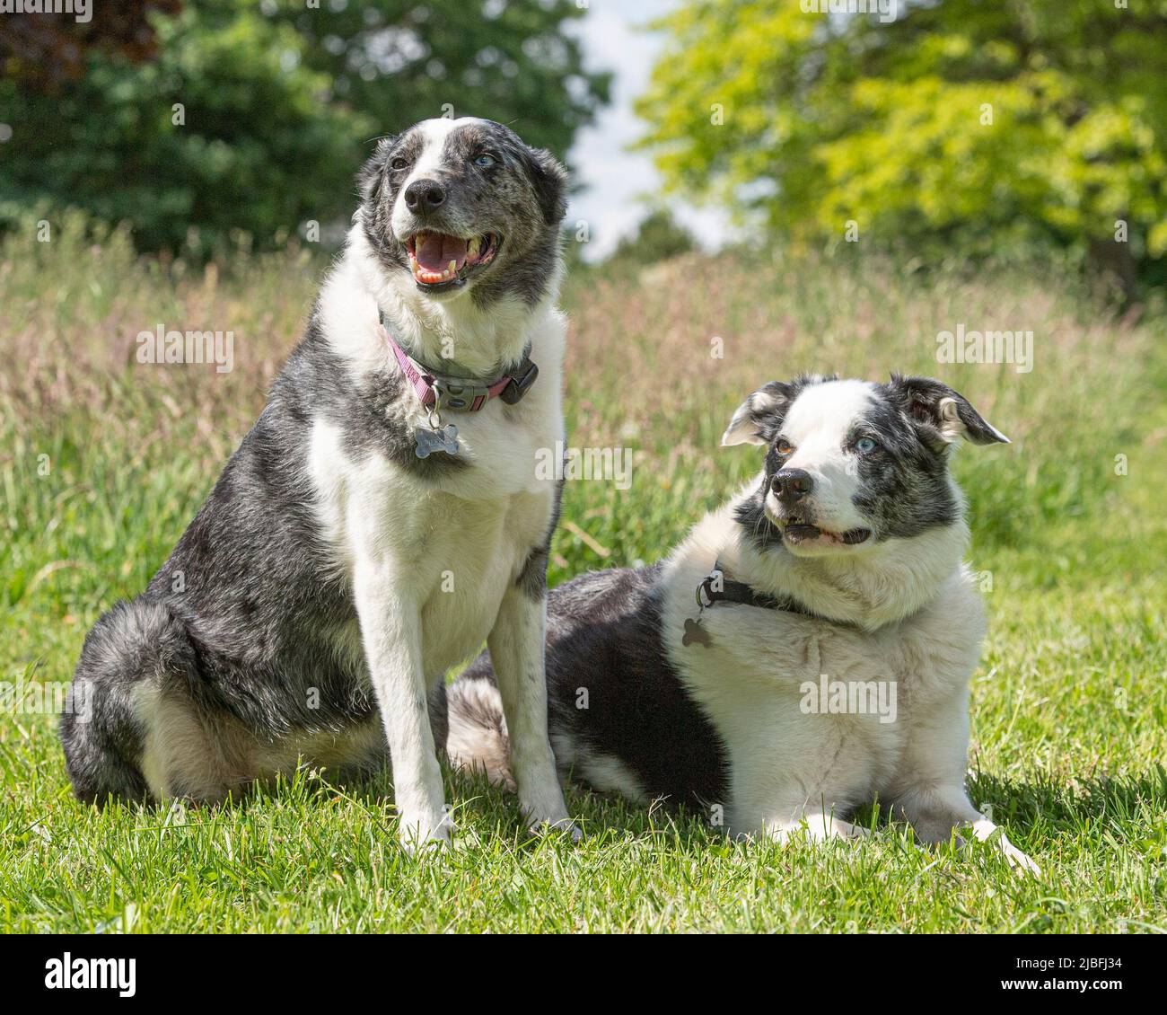two blue merle collie dogs Stock Photo - Alamy