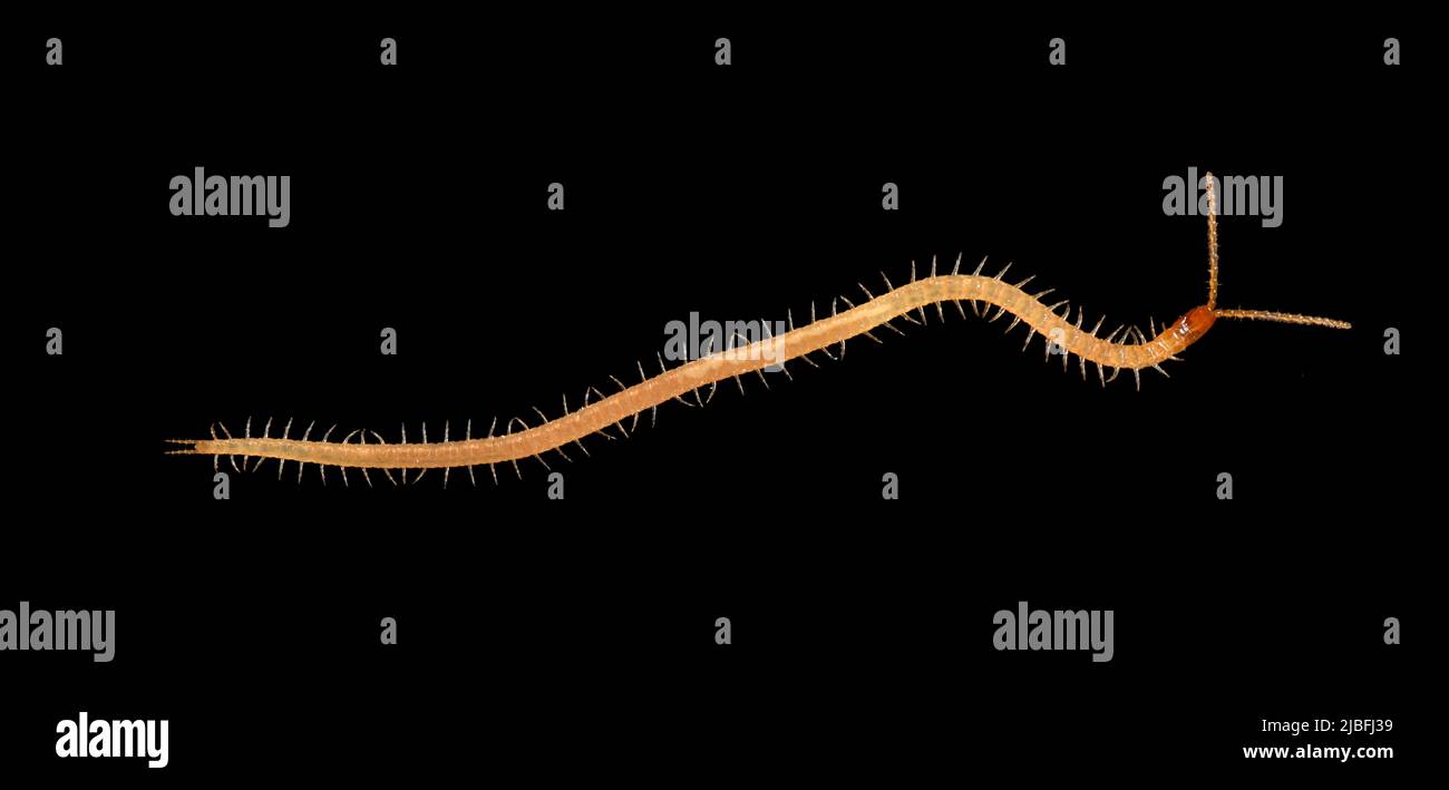 Geophilus centipede - Geophilus sp Stock Photo - Alamy