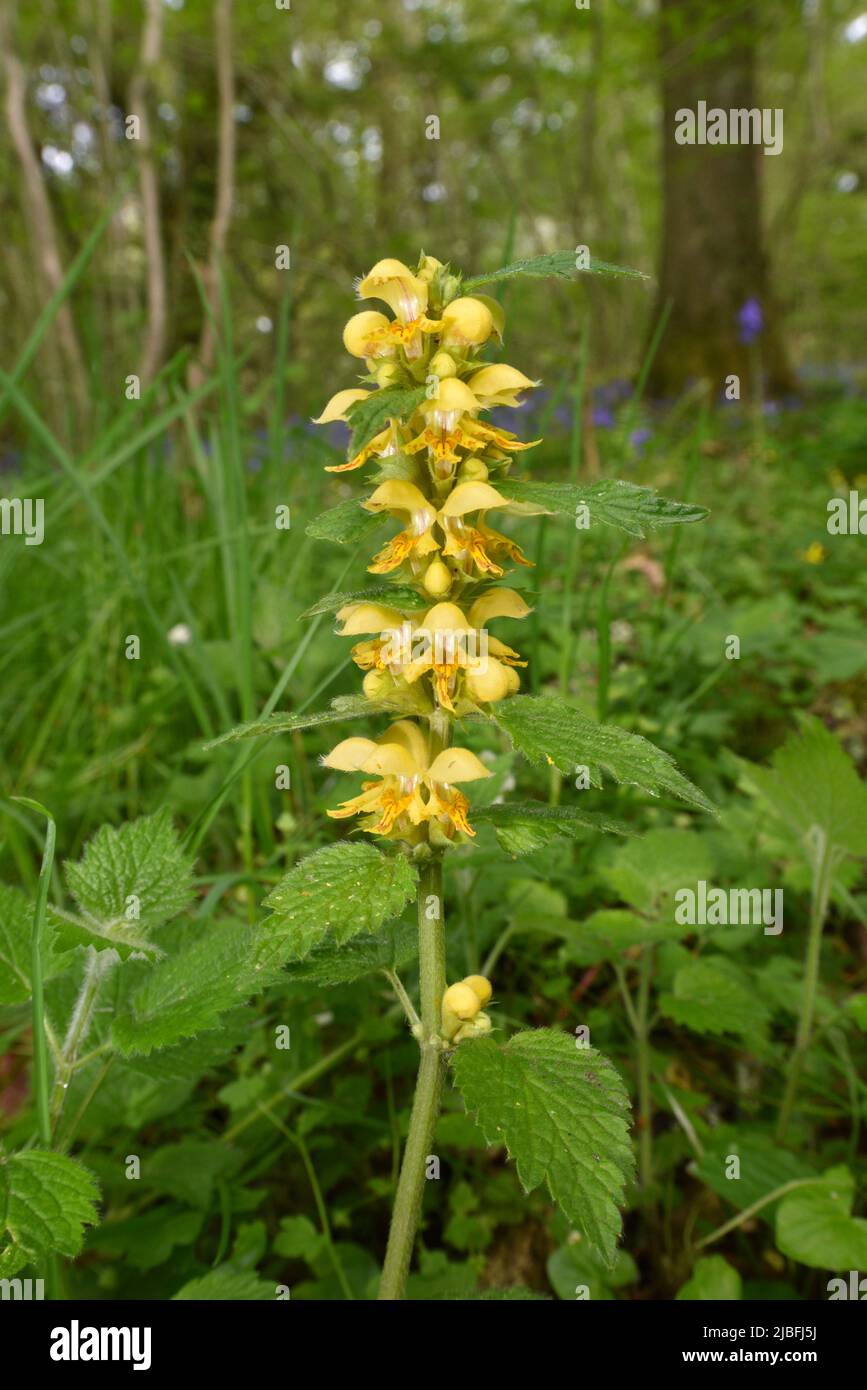Yellow Archangel - Lamiastrum galeobdolon Stock Photo - Alamy