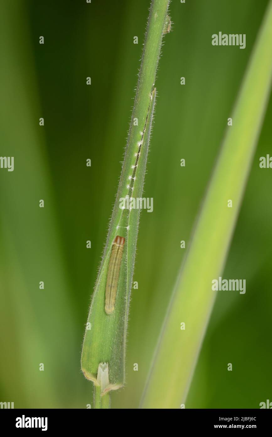 Small skipper caterpillar hi-res stock photography and images - Alamy