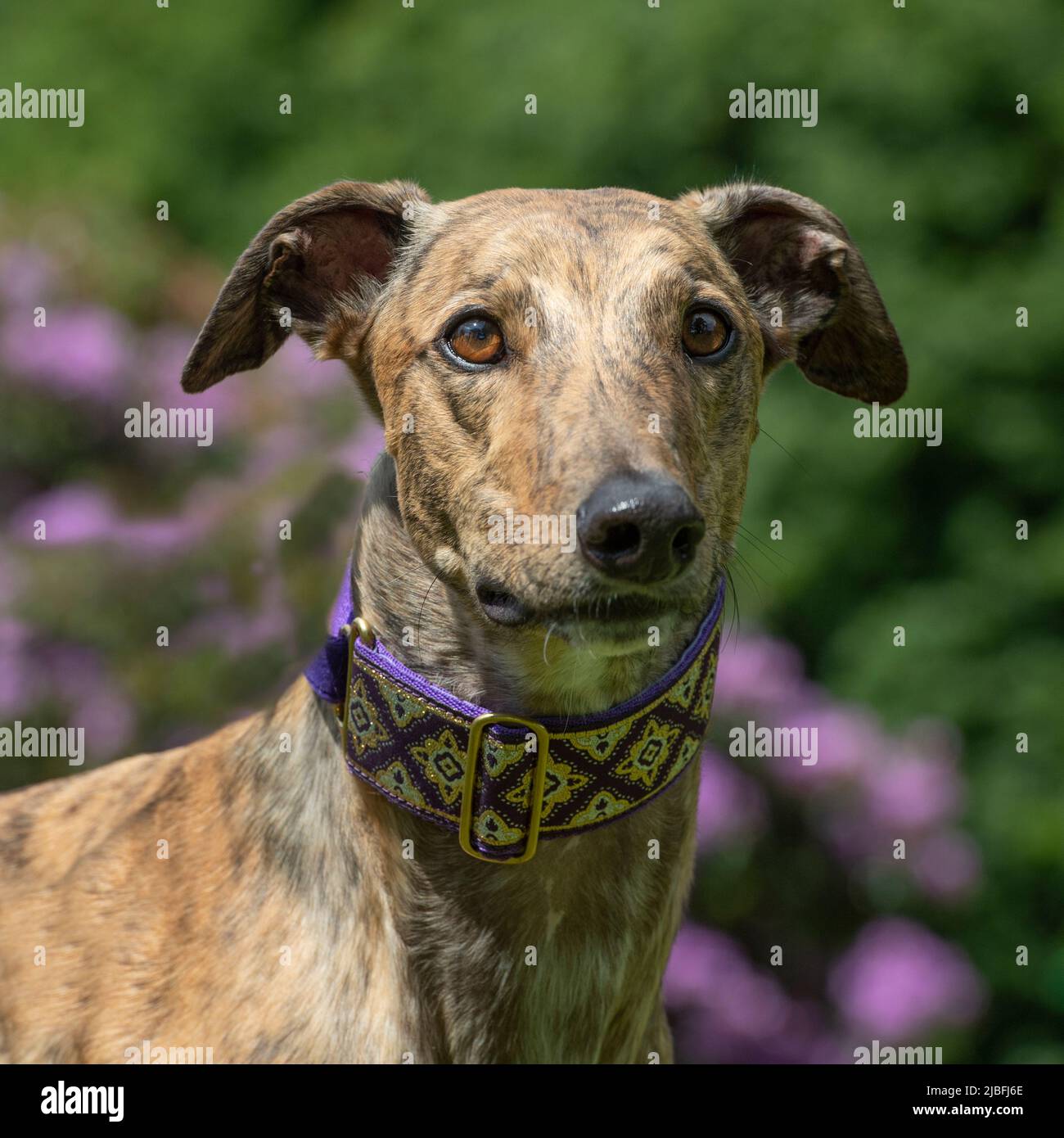brindle greyhound portrait Stock Photo - Alamy