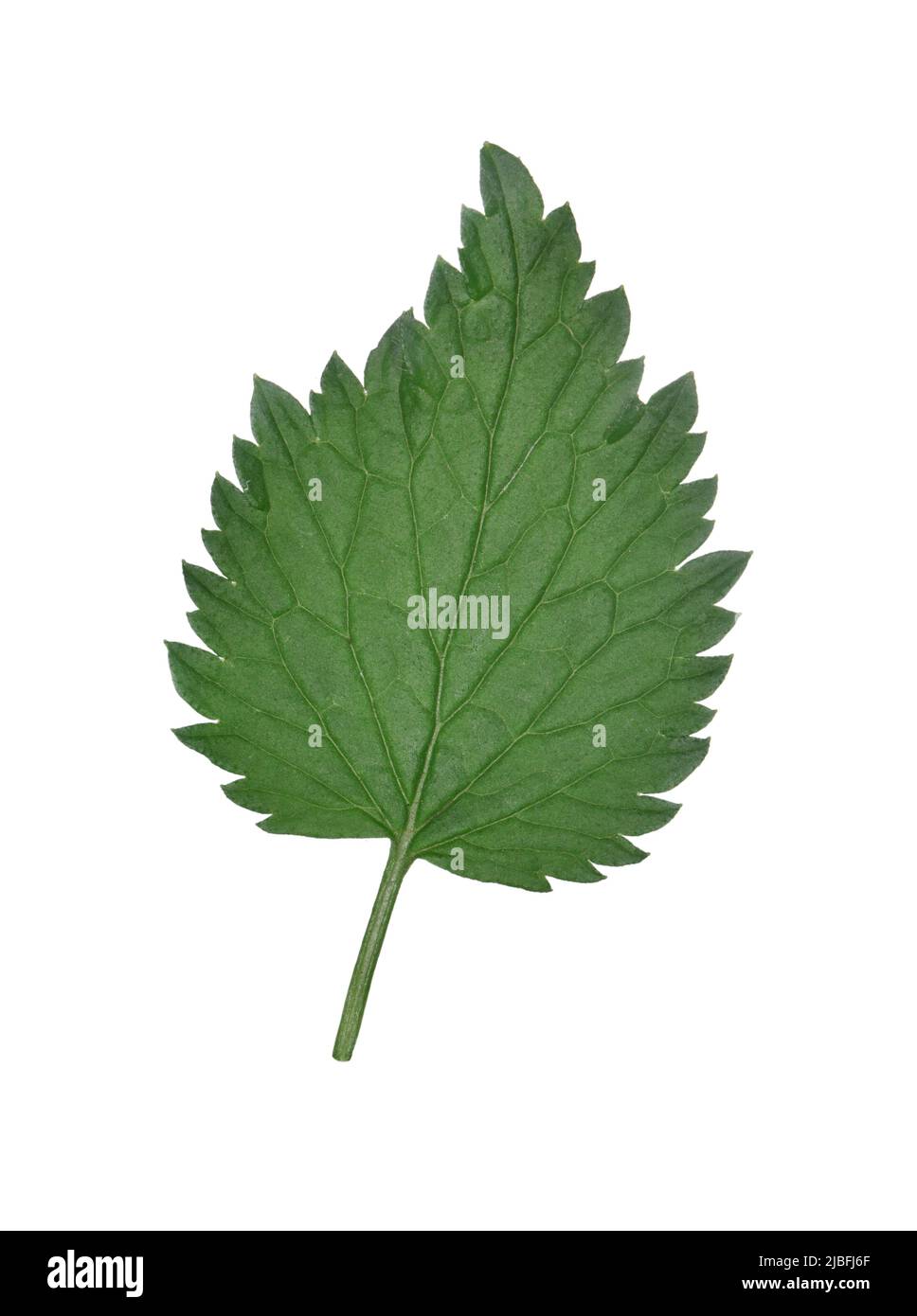 Yellow Archangel - Lamiastrum galeobdolon Stock Photo - Alamy