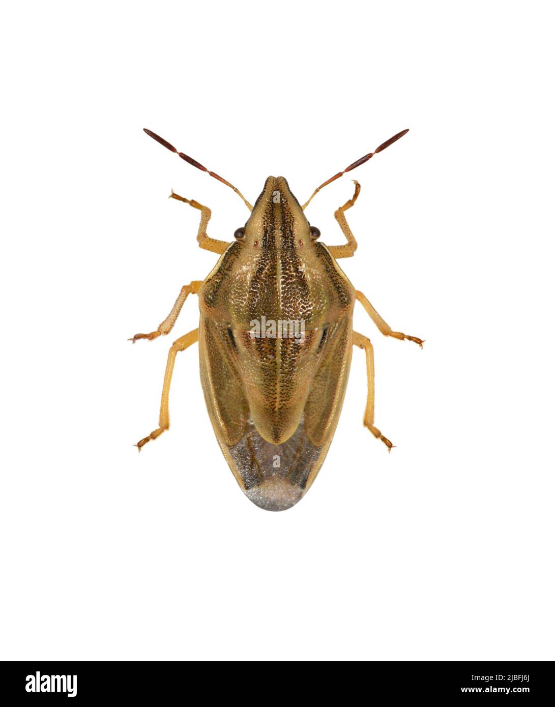 Bishop's mitre Cut Out Stock Images & Pictures - Alamy