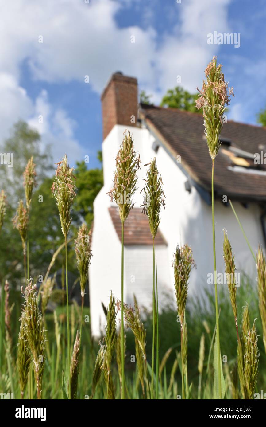 Sweet vernal grass uk hi-res stock photography and images - Alamy
