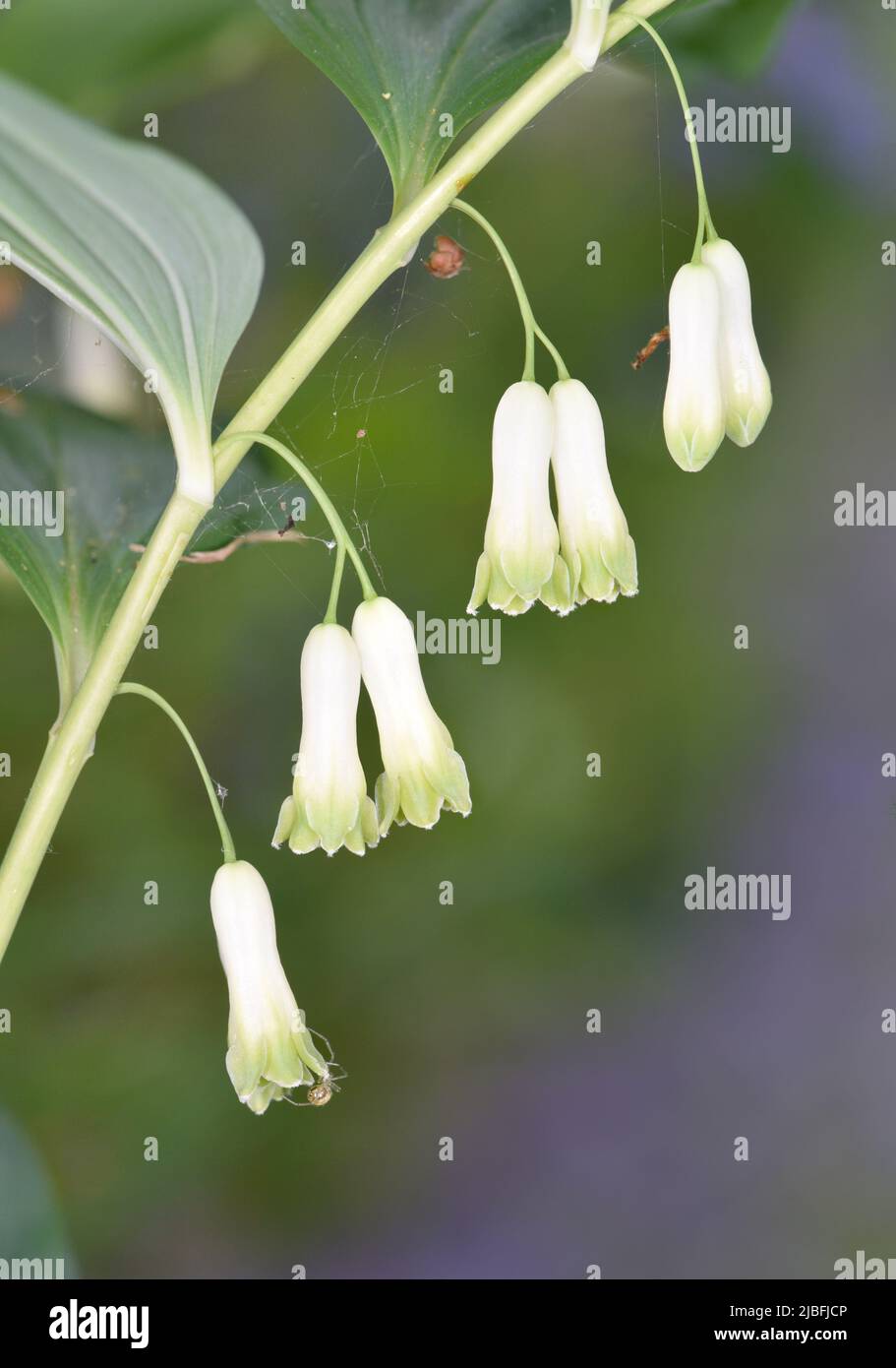 Solomon's-seal - Polygonatum multiflorum Stock Photo - Alamy