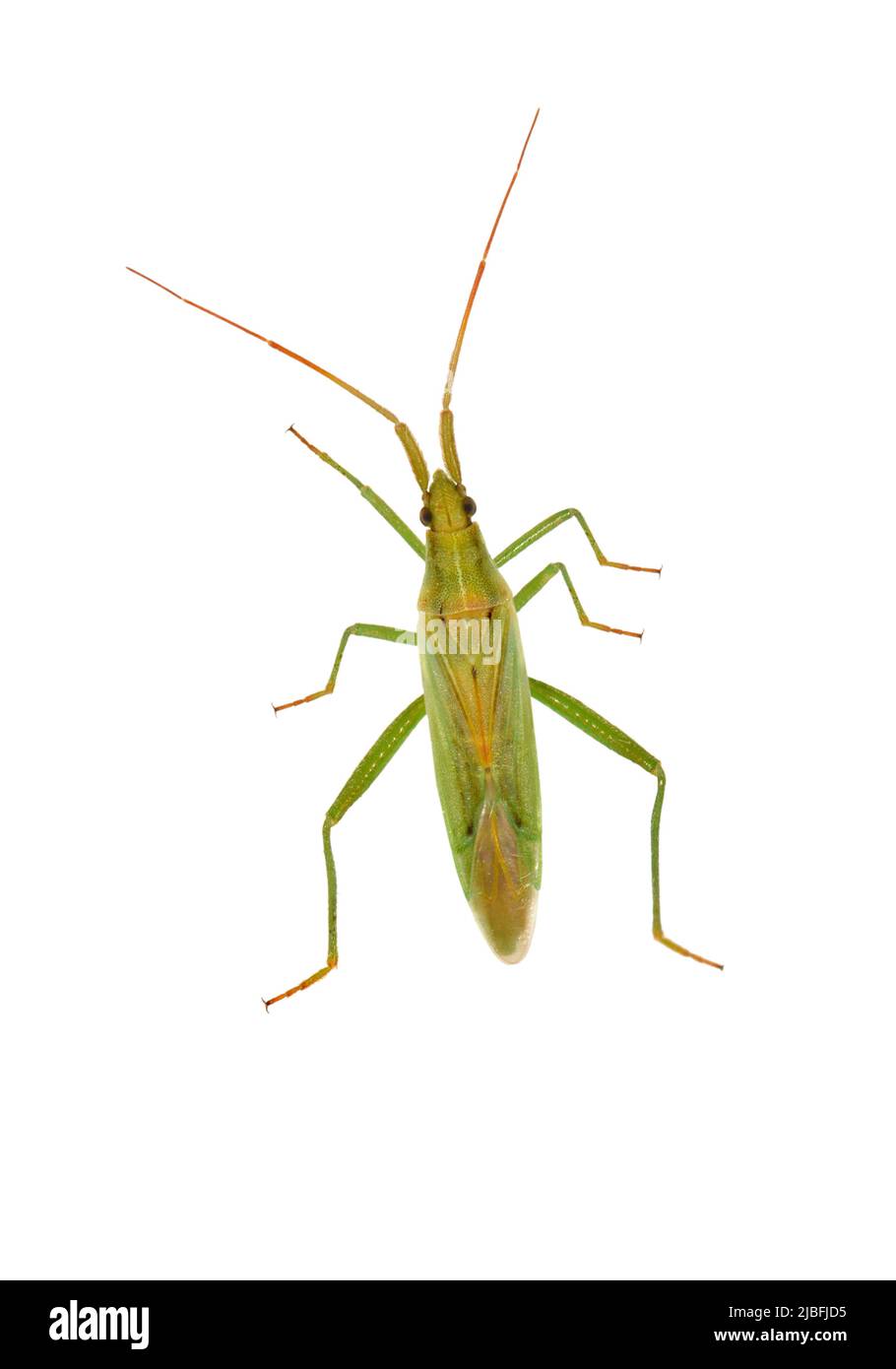 Stenodema laevigata - Stenodema laevigata Stock Photo - Alamy