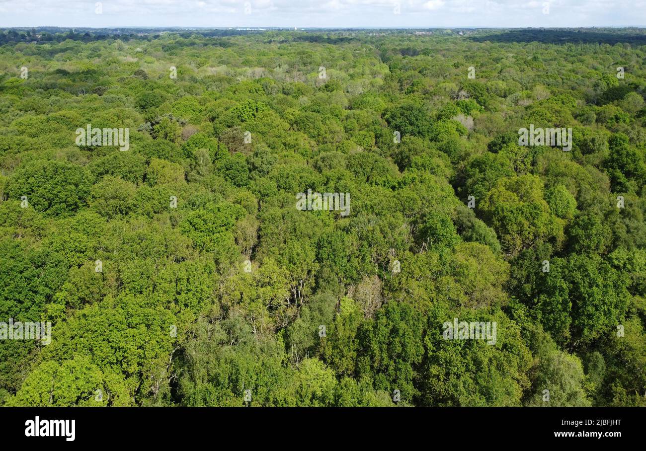 Pamber forest spring hi-res stock photography and images - Alamy