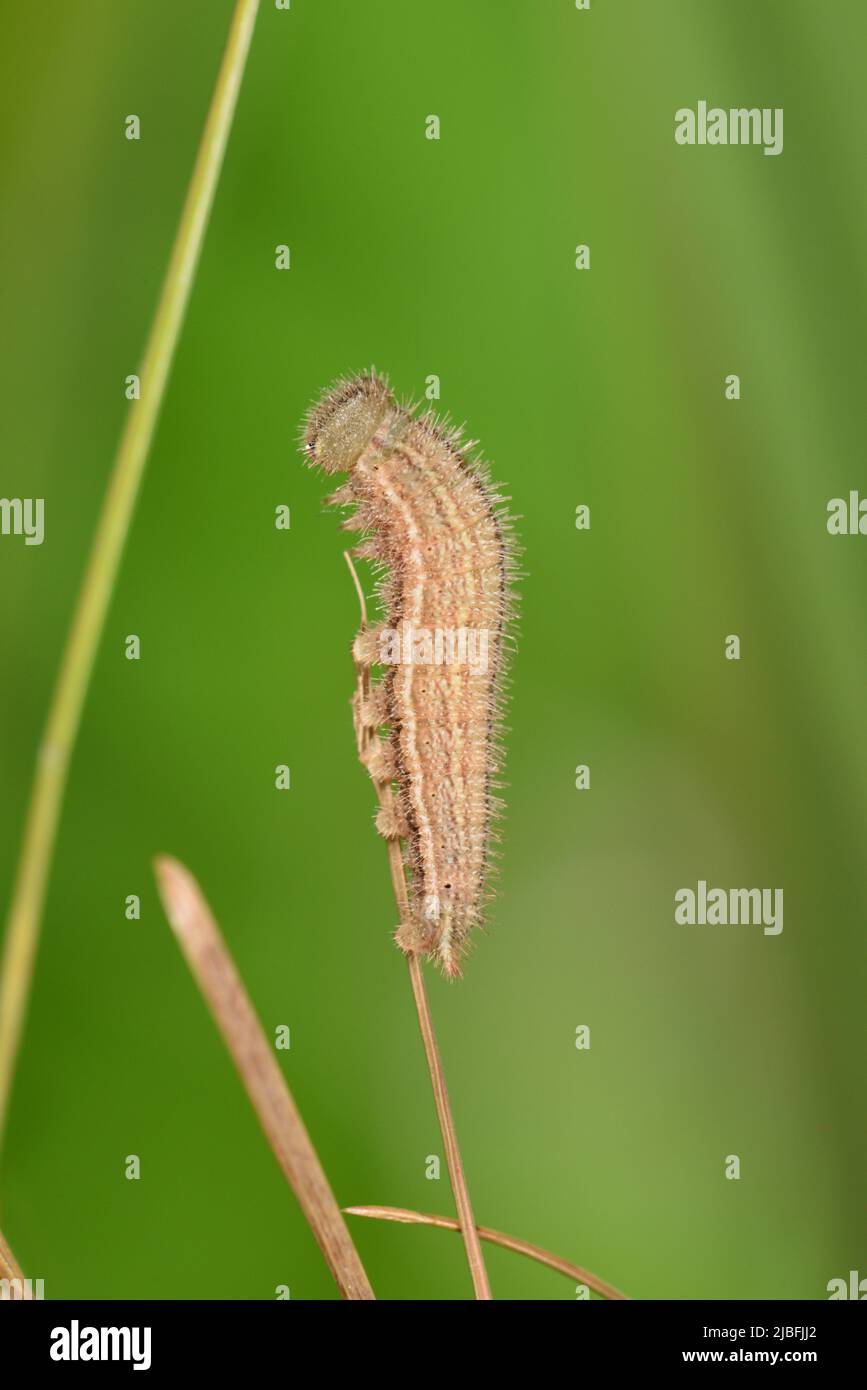 Gatekeeper butterfly caterpillar hi-res stock photography and images ...