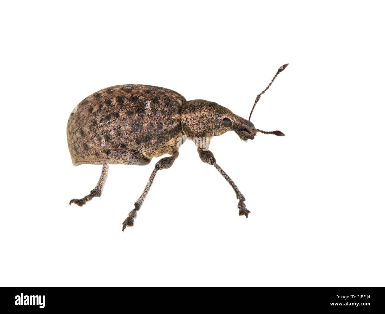 Vine weevil uk hi-res stock photography and images - Alamy