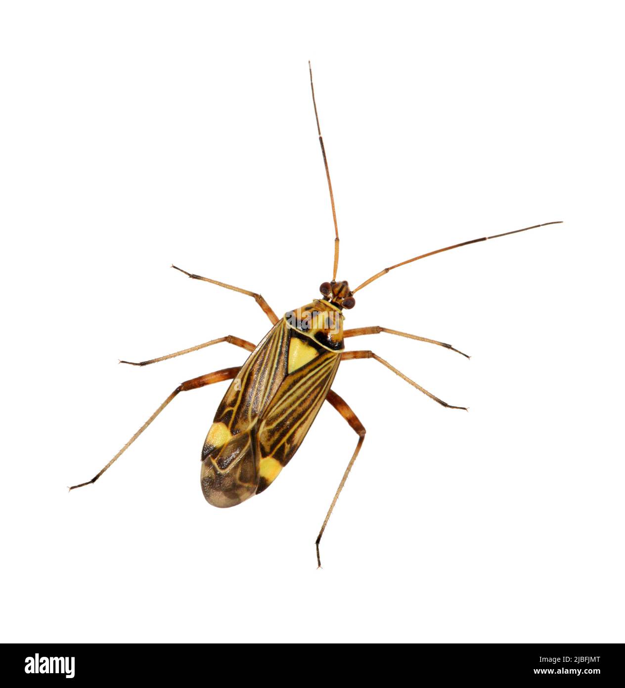 Bug uk Cut Out Stock Images & Pictures - Alamy