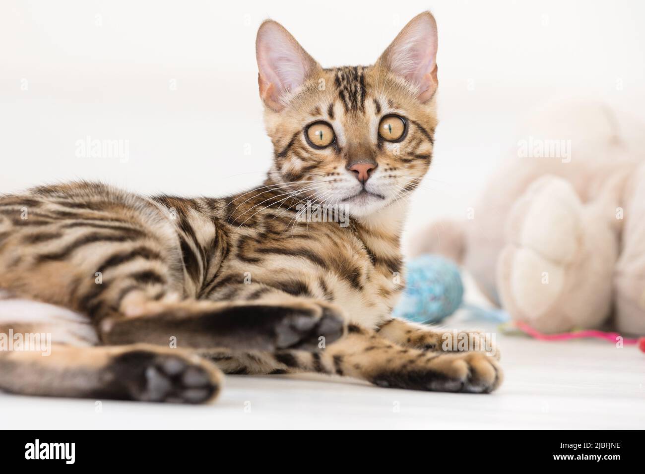 Young bengal cat playing, white background Stock Photo - Alamy