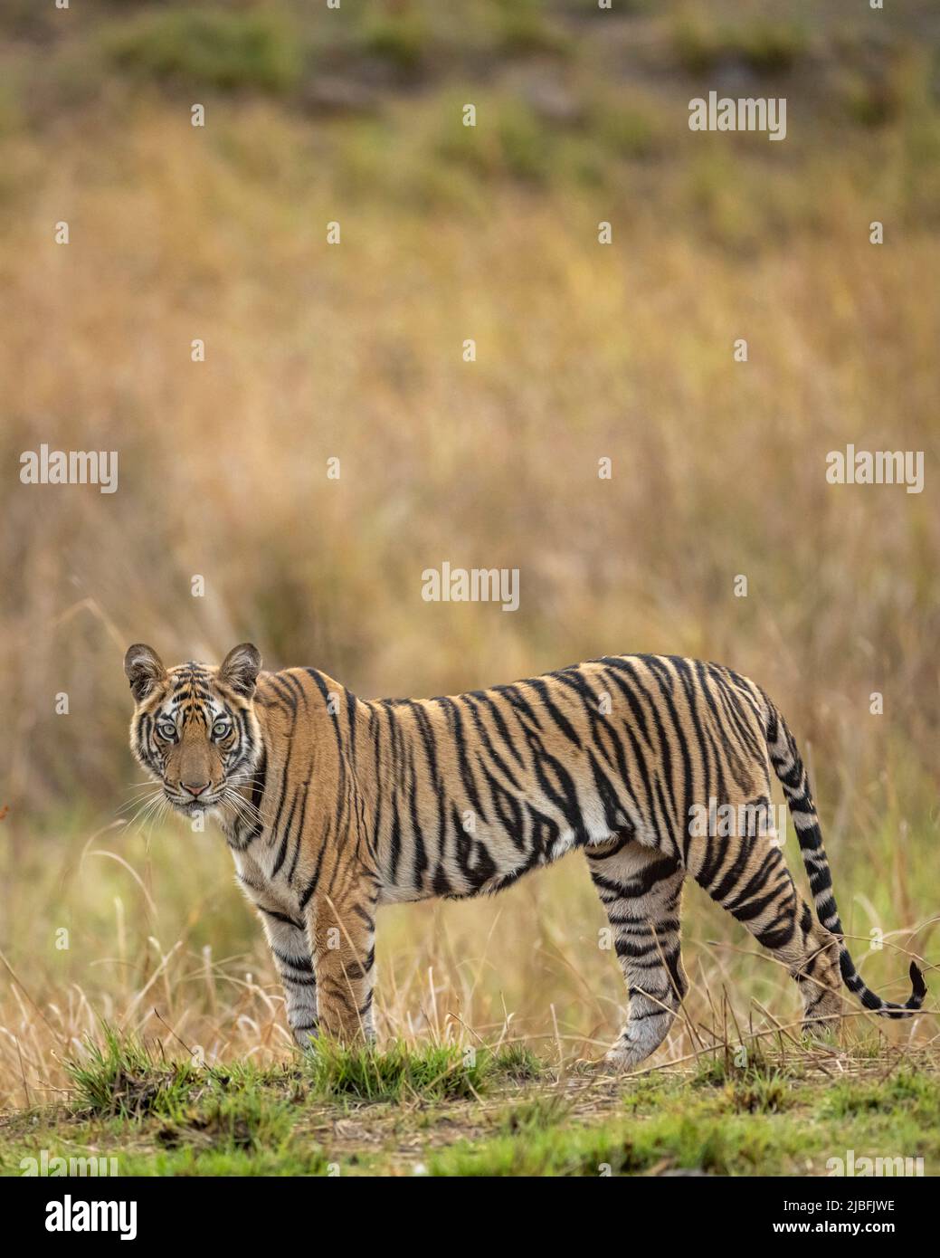 Indian wild bengal female tiger side profile standing with eye contact ...