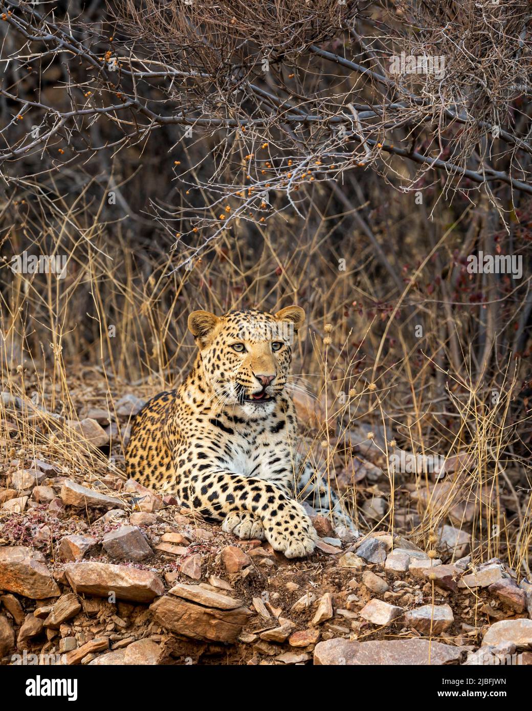 indian wild adult male leopard or panther portrait on with angry face ...