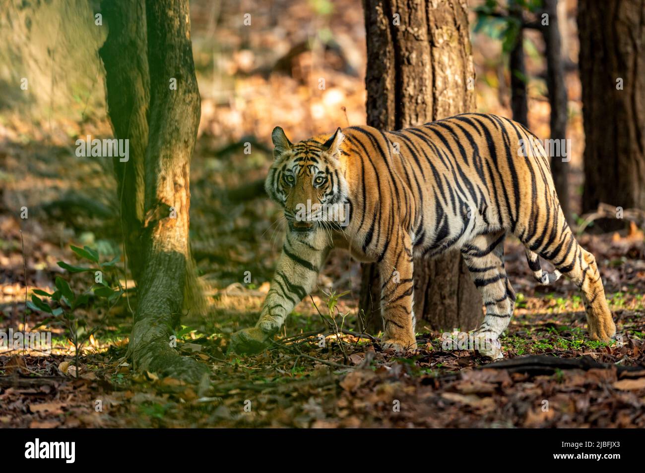 Indian wild bengal male tiger walking with side profile and eye contact ...