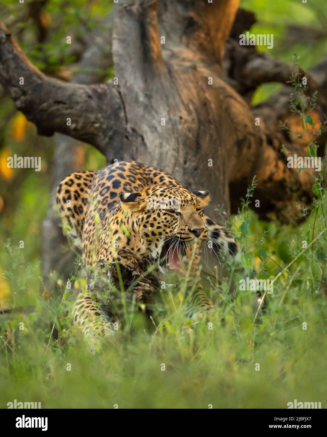 wild indian male leopard or panther hanging on tree trunk with yawning ...