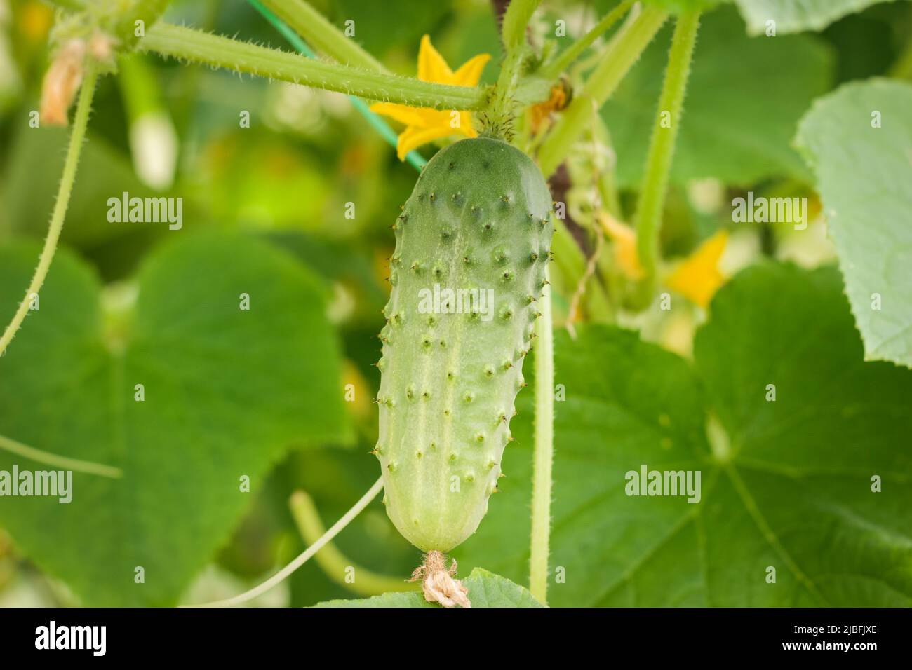Little cucumber on garden. Cucumber ripen on the garden. Organic ...