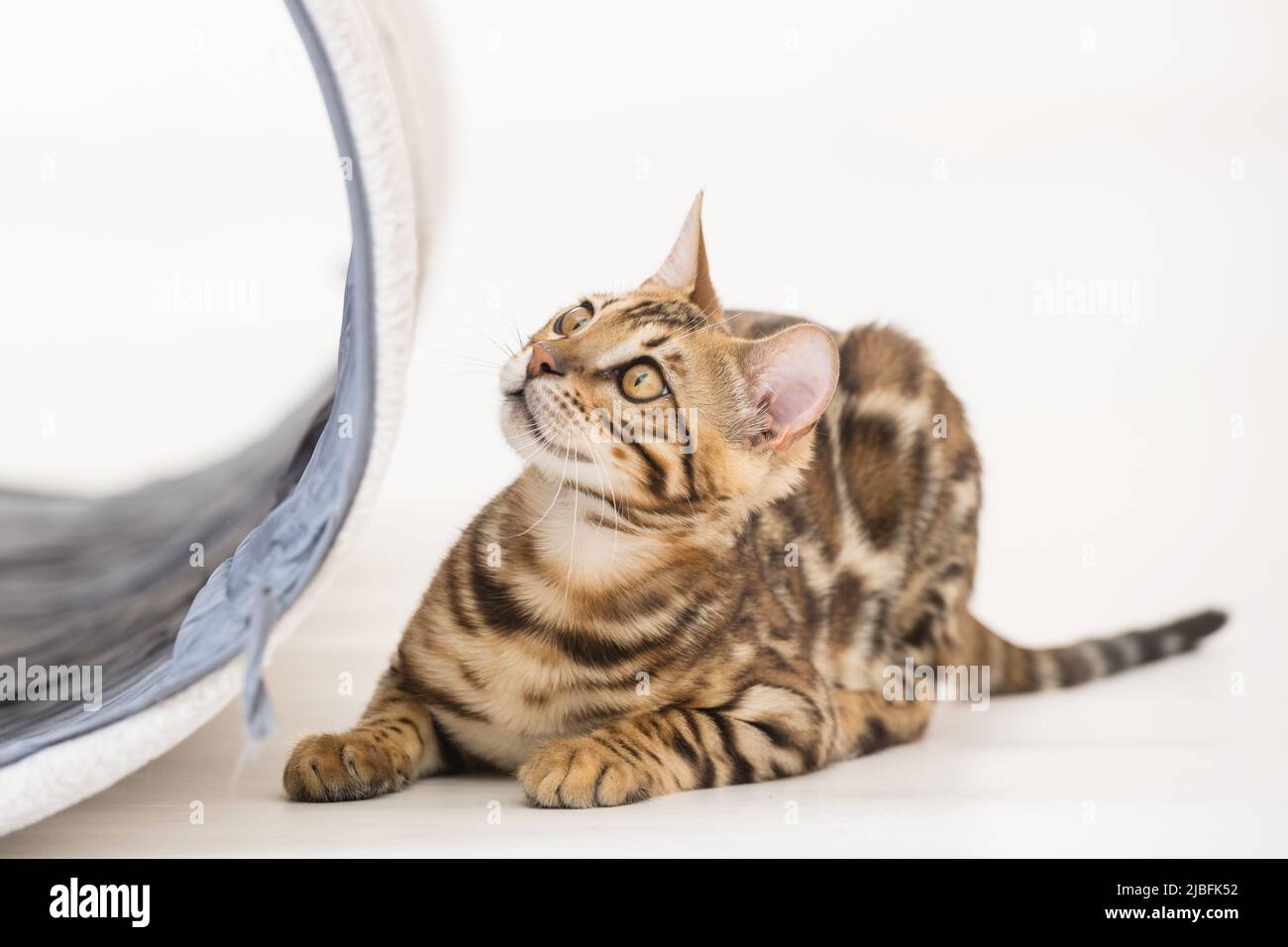 Young bengal cat playing, white background Stock Photo - Alamy