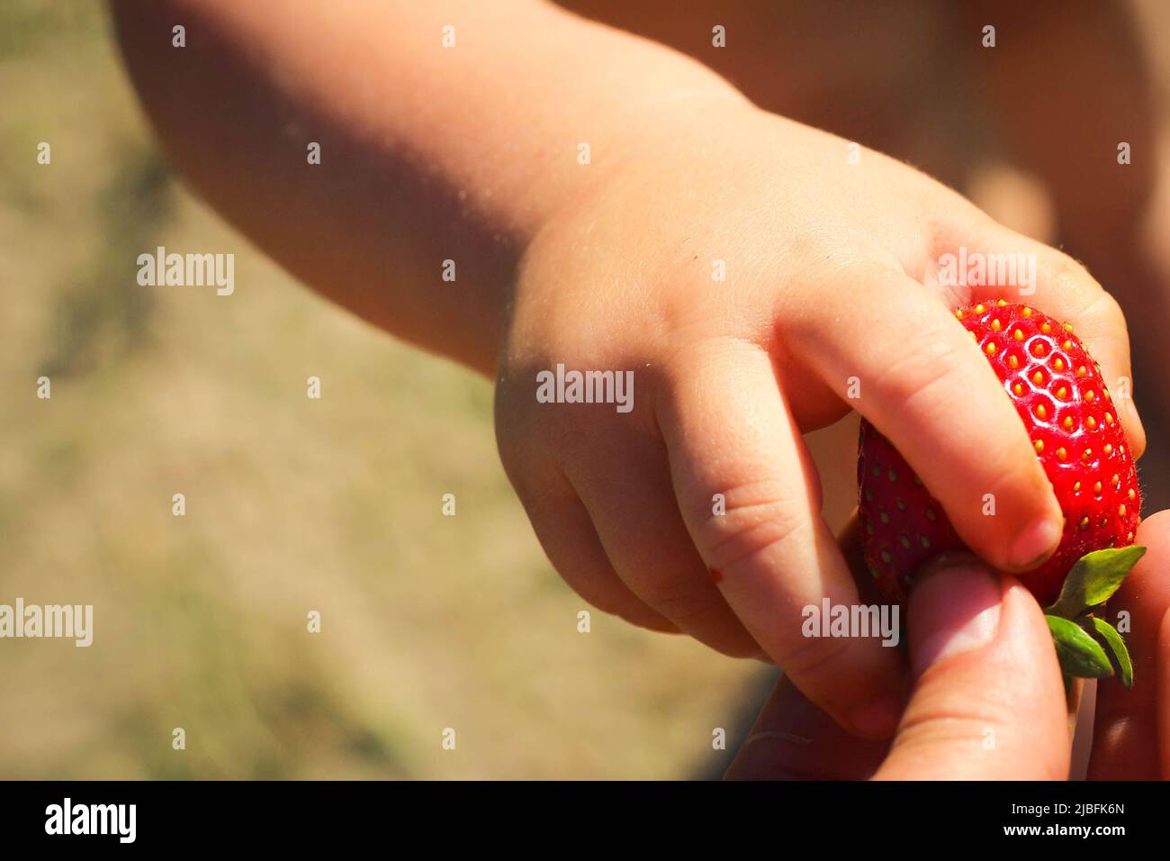 Child takes a strawberry from his mother's hands. Baby's fingers Stock ...