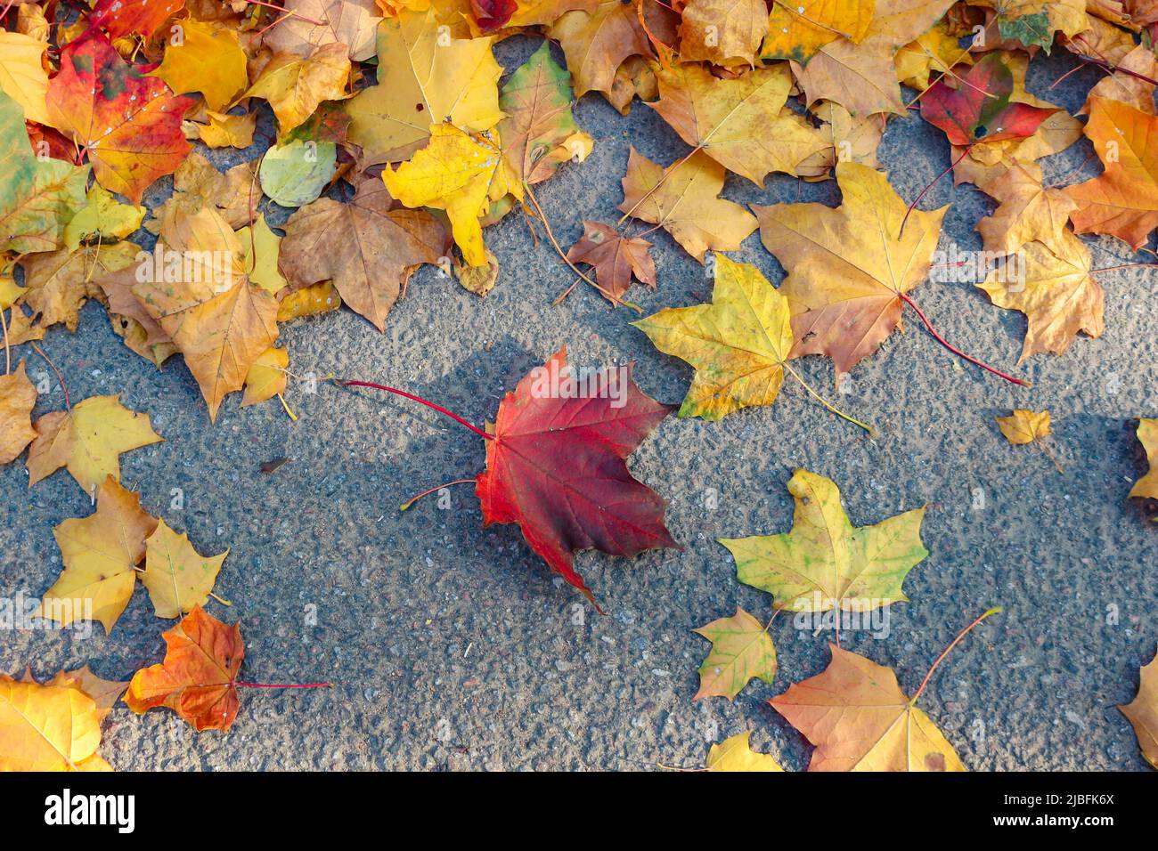 Many fallen maple leaves on the grass, at the end of the autumn season ...