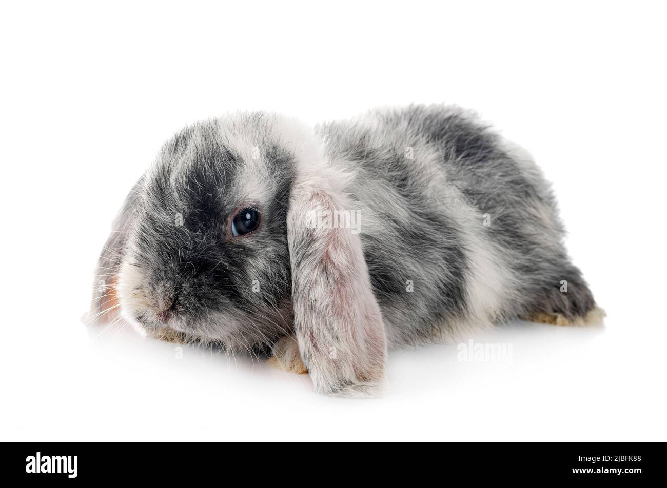 mini lop in front of white background Stock Photo - Alamy
