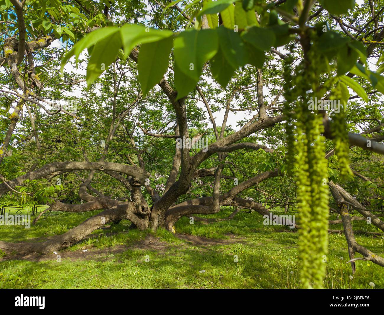 Manchurian walnut tree. healthy walnut tree in a rural plantation with ...