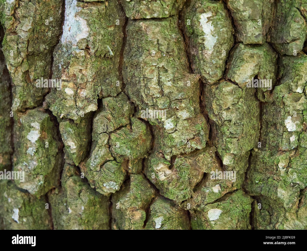 Texture of tree bark, macrophoto. Full-frame image of tree bark ...