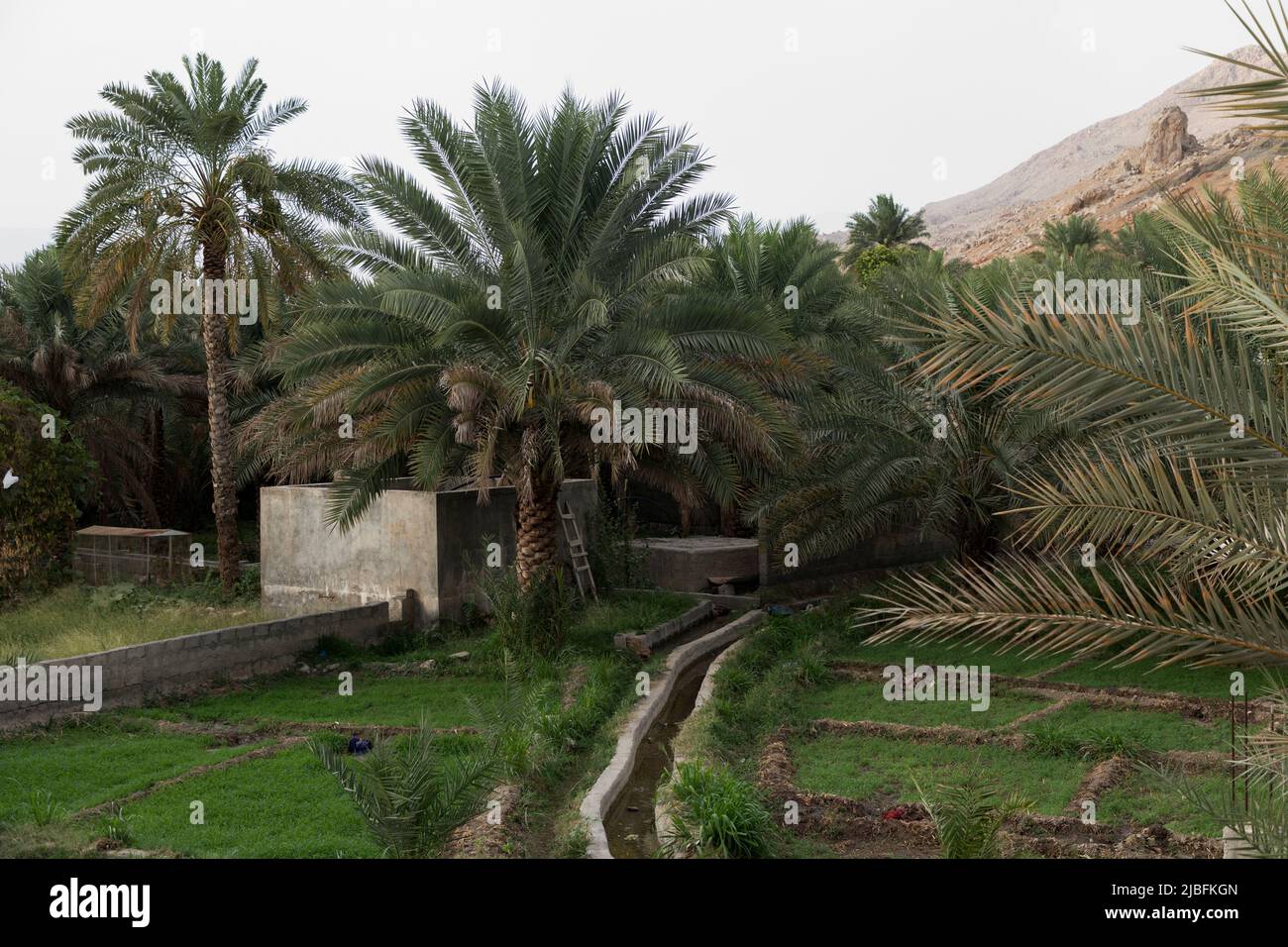 Arabian farm palm hi-res stock photography and images - Alamy