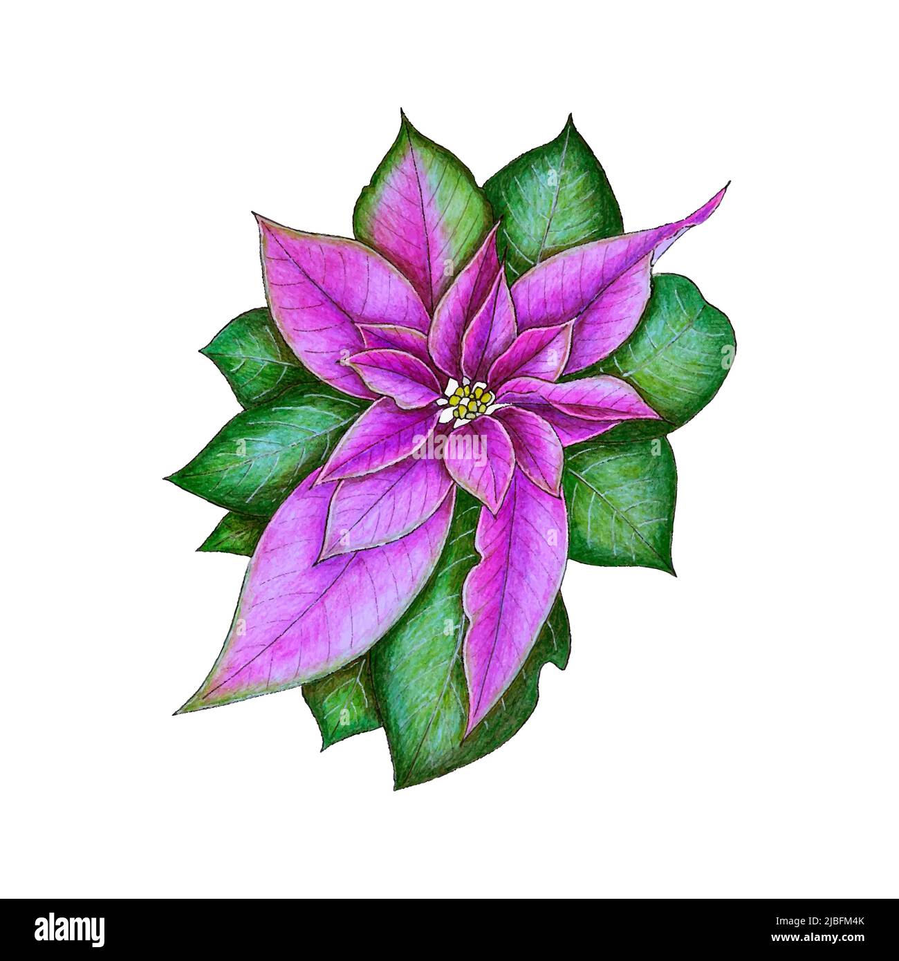 Poinsettia Drawing