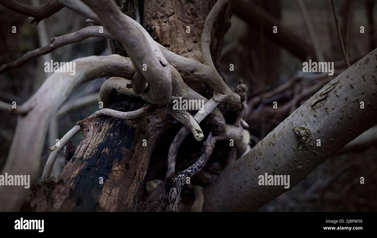 Twisted branches tree hi-res stock photography and images - Alamy