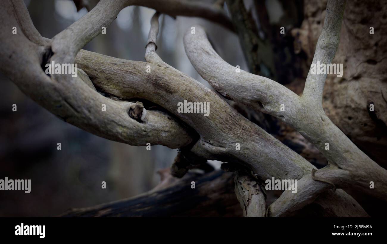 Twisted branches tree hi-res stock photography and images - Alamy