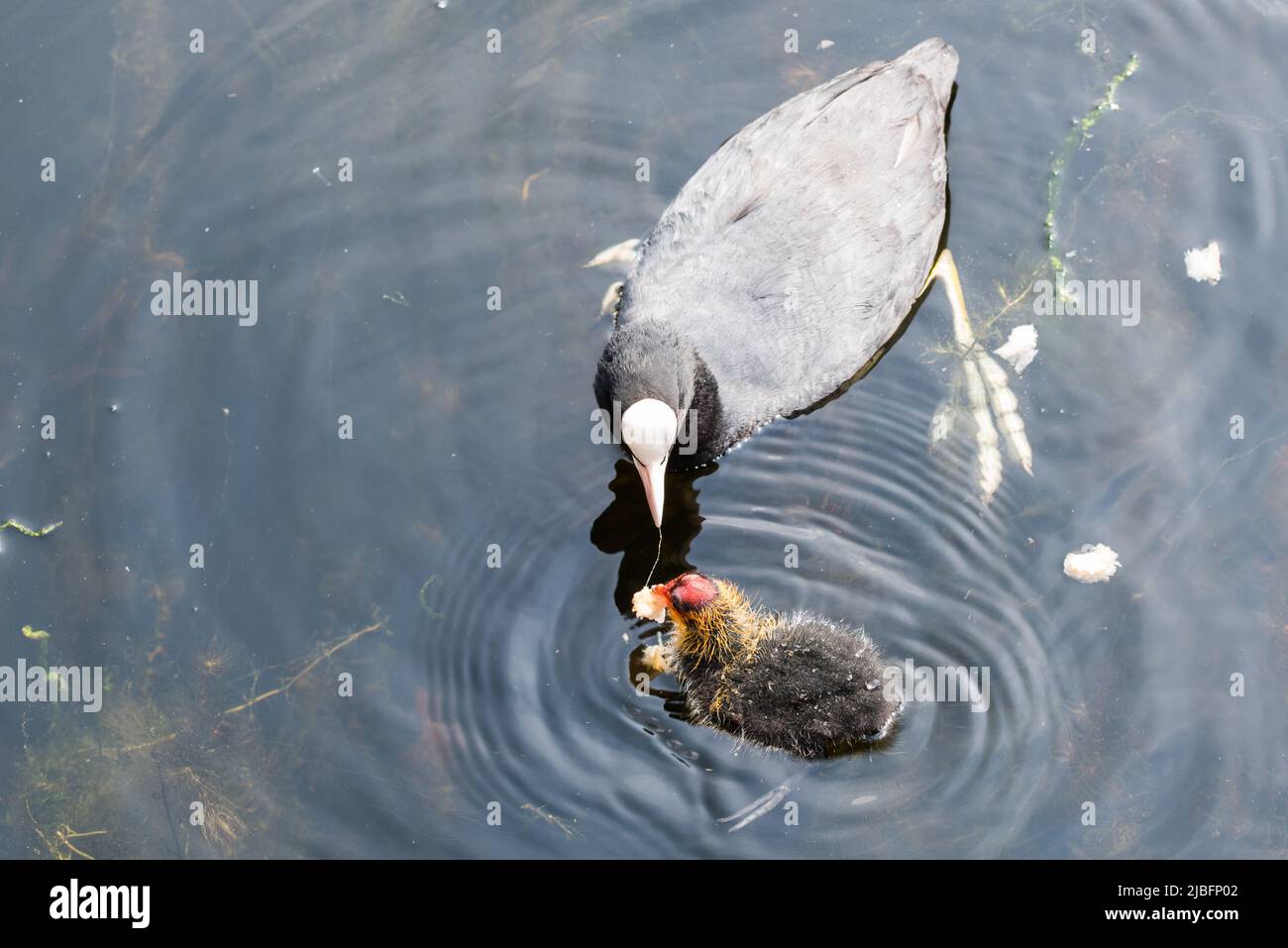 Baby waterbird hi-res stock photography and images - Alamy