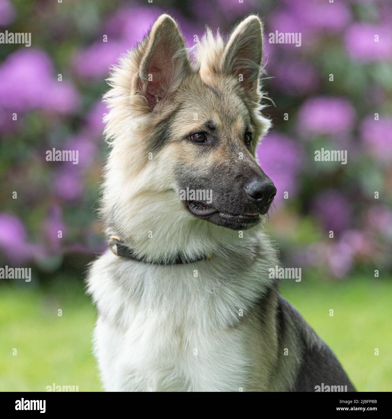 German Shepherd Dog, Alsatian Stock Photo - Alamy