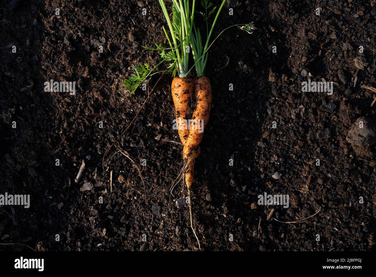 Carrot in soil Stock Photo - Alamy