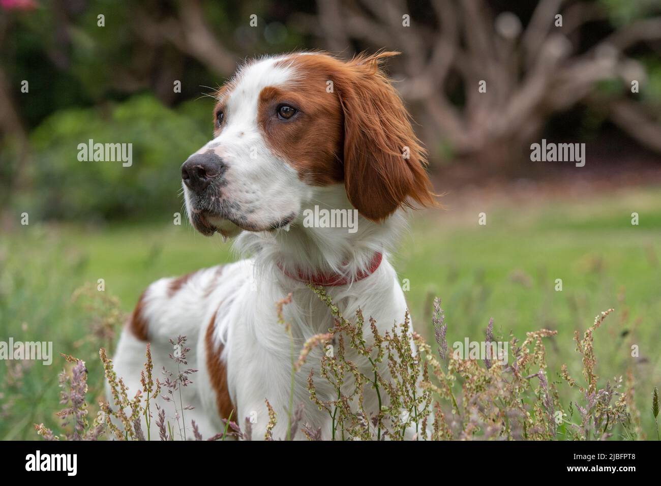 Irish Red and White setter Stock Photo - Alamy