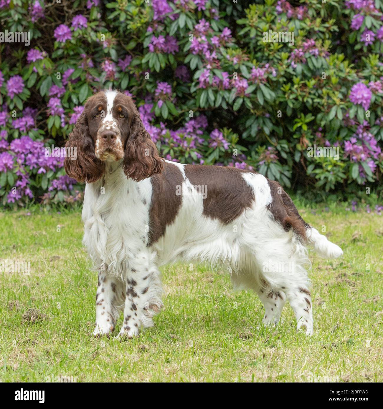 english springer spaniel Stock Photo - Alamy