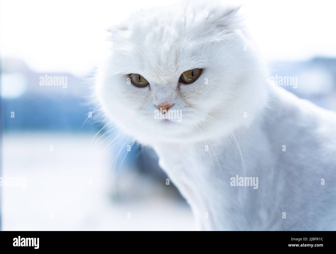 White cute cat hi-res stock photography and images - Alamy