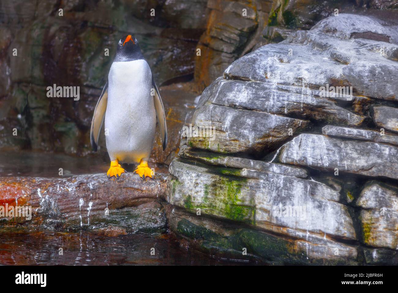 Penguin habitat hi-res stock photography and images - Alamy